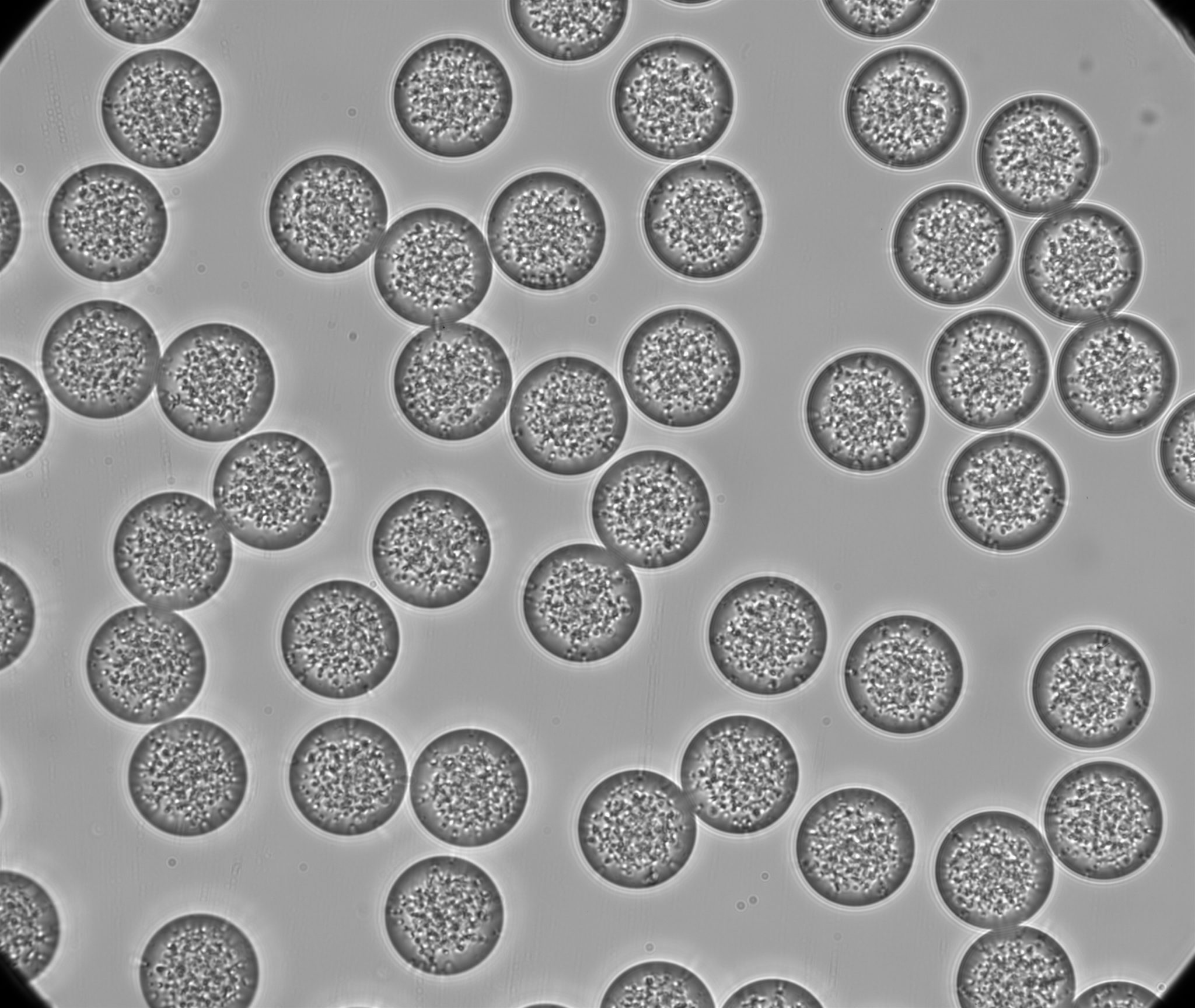 RayDrop Single Emulsion - Fluigent